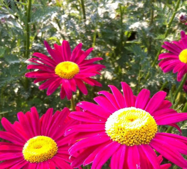 TANACETUM COCCINEUM ROBINSON'S RED / PAINTED DAISY – Diggin it Nursery