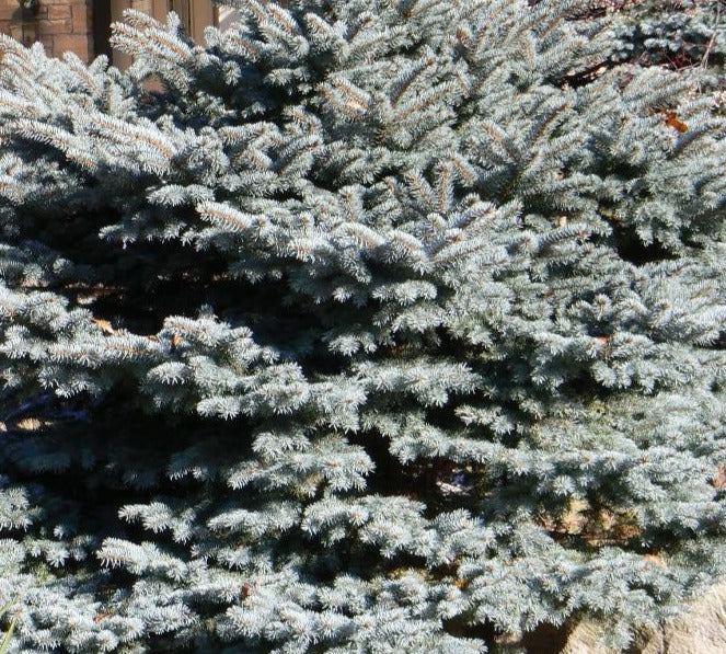 PICEA PUNGENS MONTGOMERY / MONTGOMERY BLUE SPRUCE – Diggin it Nursery