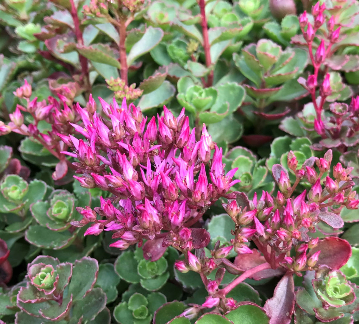 Sedum Spurium Summer Glory Stonecrop Diggin It Nursery