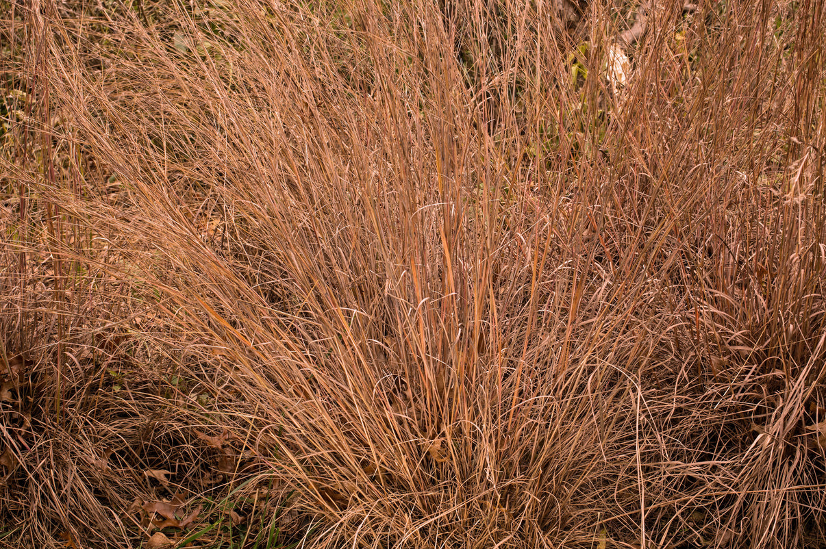 ANDROPOGON GERARDII RED OCTOBER / BIG BLUE STEM – Diggin it Nursery